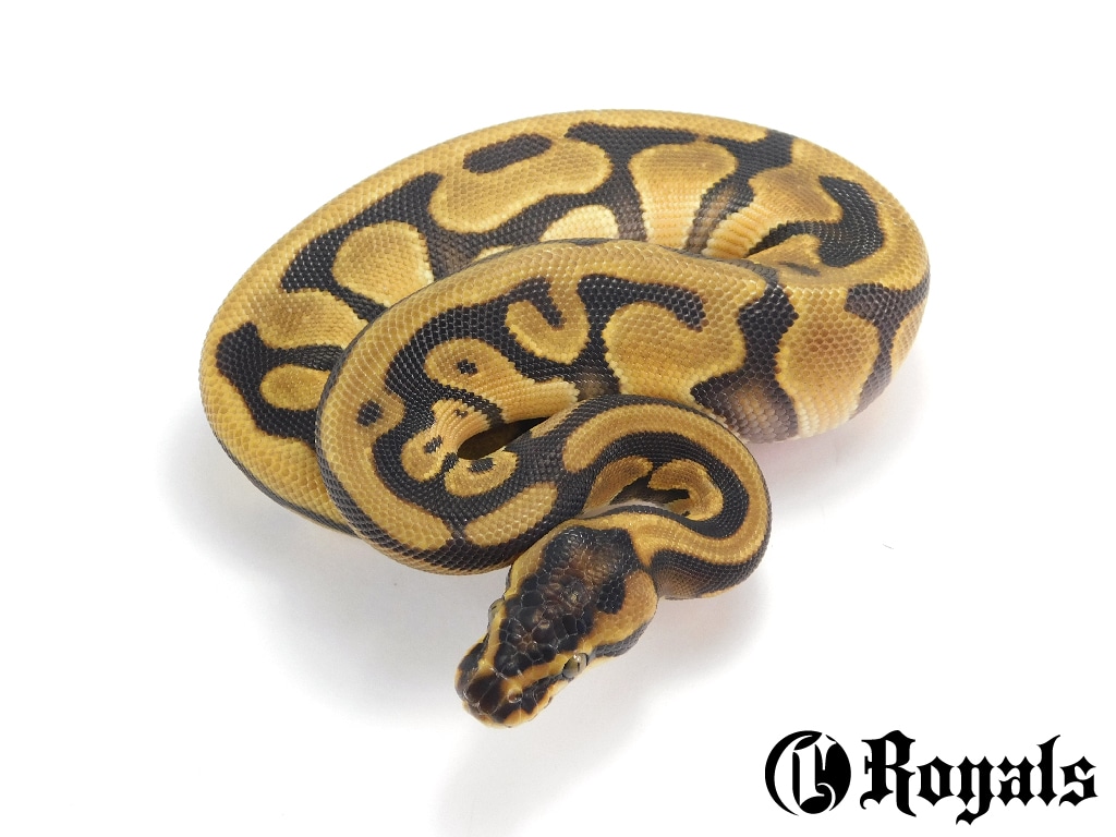 Enchi Leopard OD Ball Python by C Royals Reptiles - MorphMarket