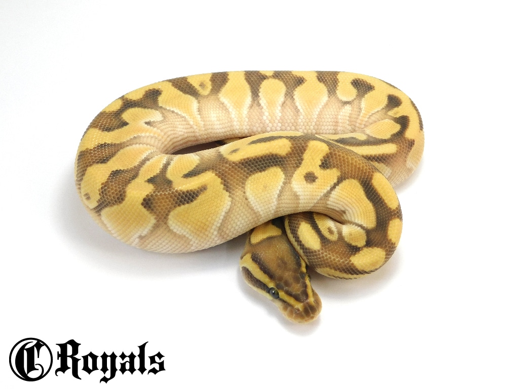 Enchi OD Lesser Ball Python by C Royals Reptiles - MorphMarket US & Canada