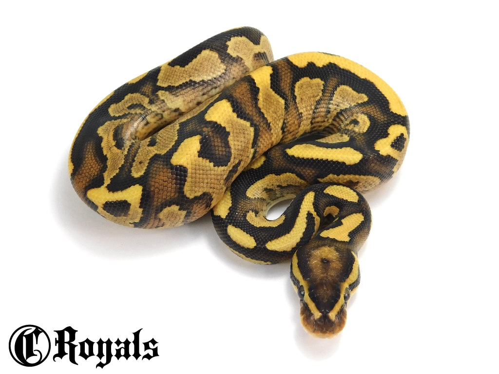 Fire YB Ball Python by C Royals Reptiles - MorphMarket