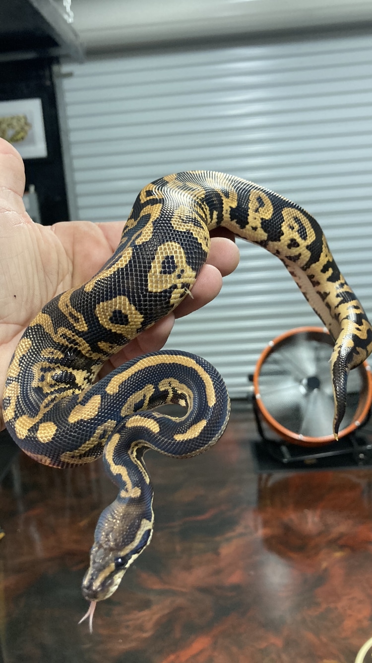 Acid OD BlkPastel Ball Python by C Royals Reptiles - MorphMarket
