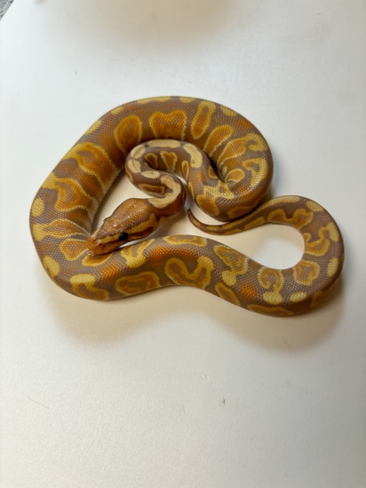 Banana Ghi Het Clown Ball Python By Chris Reptiles