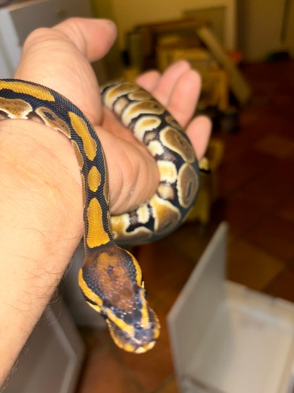 Crypton Ball Python by Chris’ Reptiles