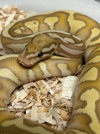 Leopard Lesser Super Gaia Het Clown Ball Python by Chris’ Reptiles