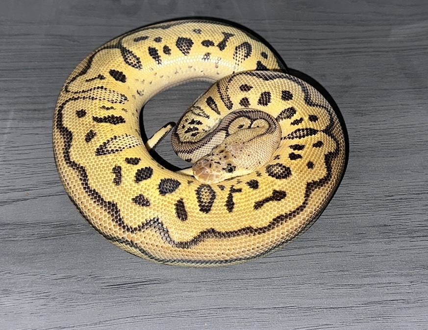 Pastel Leopard Mahogany Clown Ball Python by Rcr_22reptiles - MorphMarket