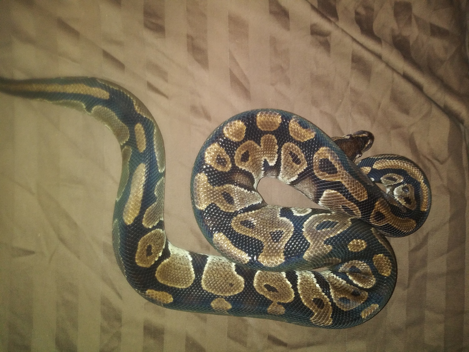 100% Het Pied Ball Python by Sizer's Serpents - MorphMarket