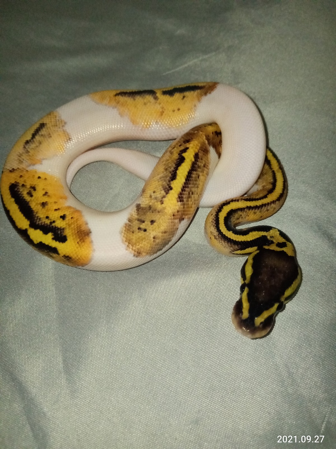 Pastel Fire Pied Ball Python by Sizer's Serpents - MorphMarket