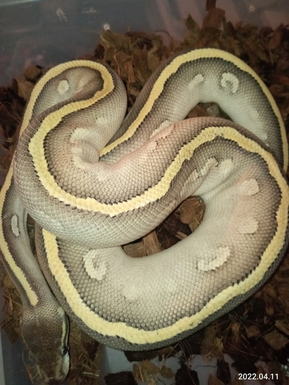 PROVEN Black Head Yellow Belly Super Phantom Ball Python by Sizer's ...