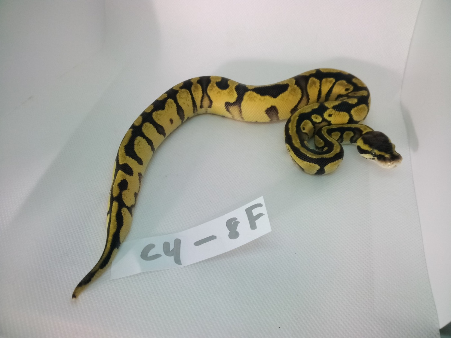 Pastel Enchi Fire/vanilla Het Pied Ball Python by Sizer's Serpents ...