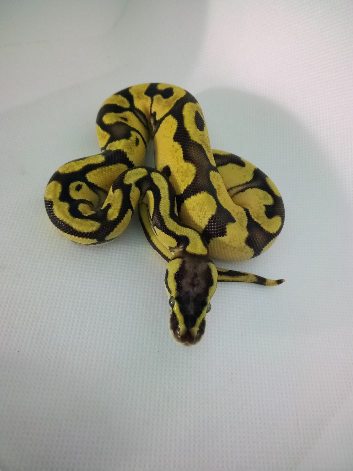 Pastel Enchi Fire/vanilla Het Pied Ball Python by Sizer's Serpents ...