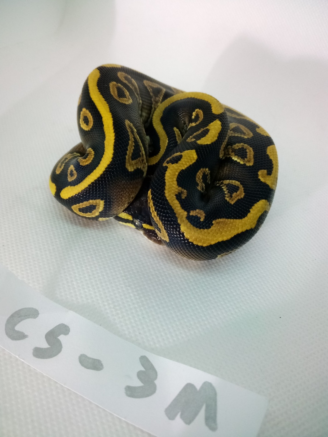 Black Head Phantom Yellow Belly Ball Python by Sizer's Serpents ...