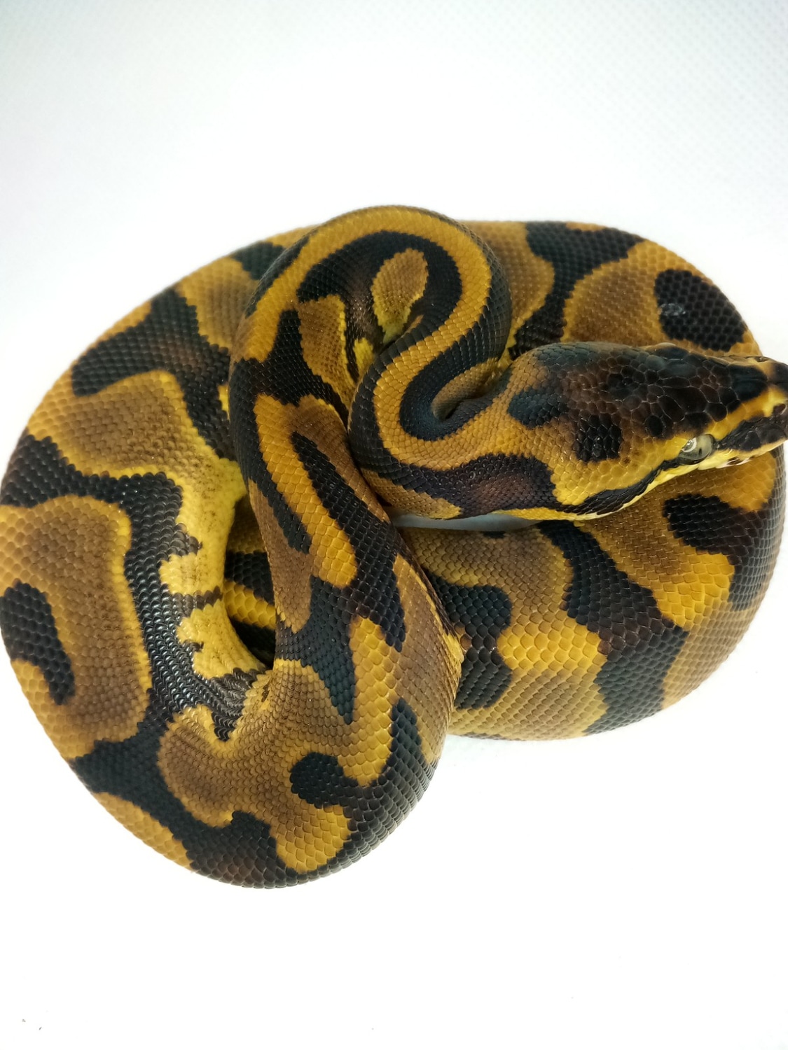 Enchi Leopard 50% Het Pied Ball Python by Sizer's Serpents - MorphMarket