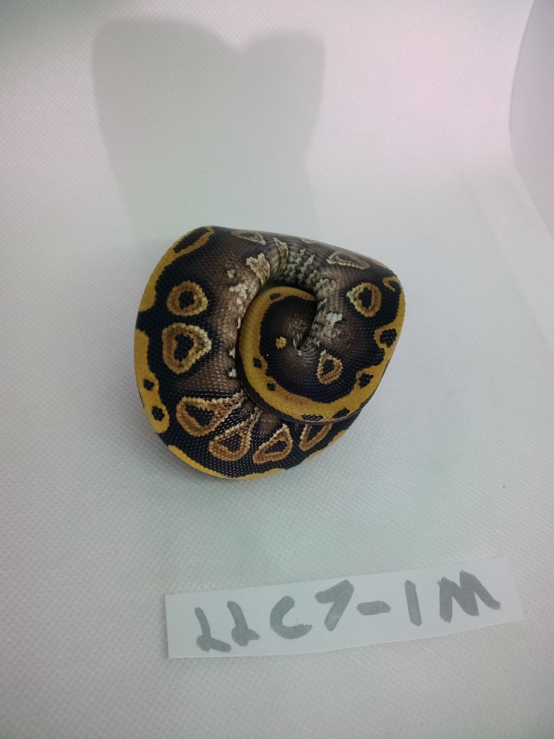 Phantom Black Head Yellow Belly Ball Python by Sizer's Serpents ...