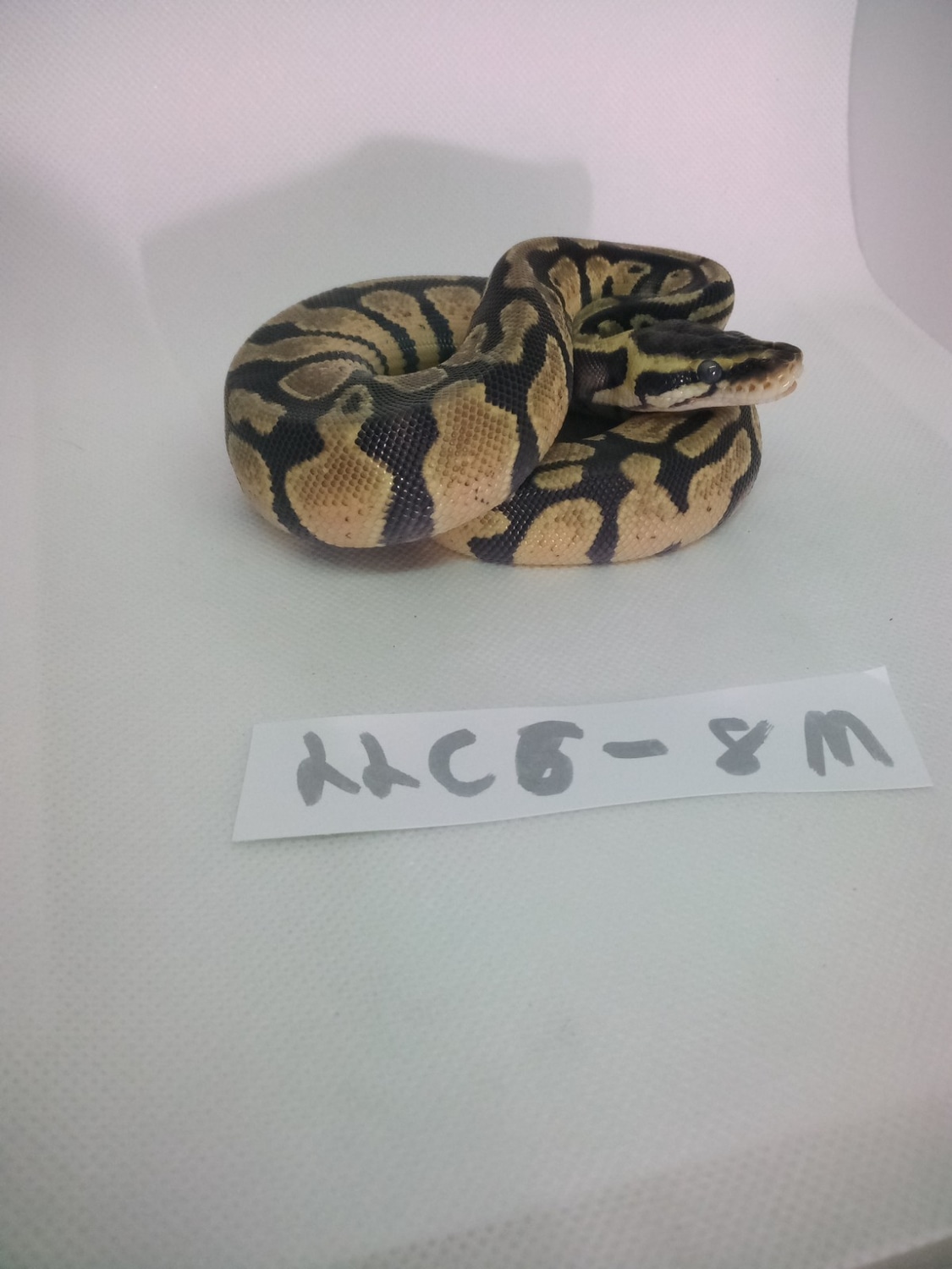 Pastel Enchi Het Pied Ball Python by Sizer's Serpents - MorphMarket