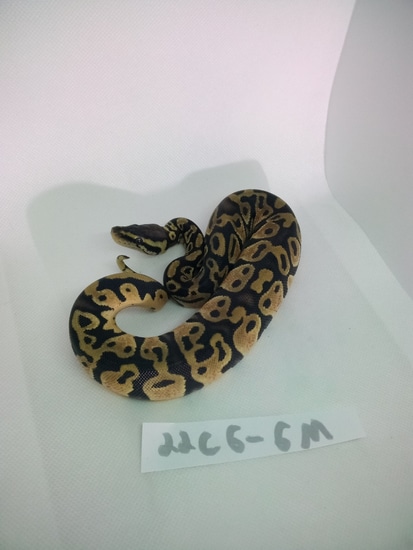 Pastel Fire Het Pied Ball Python by Sizer's Serpents