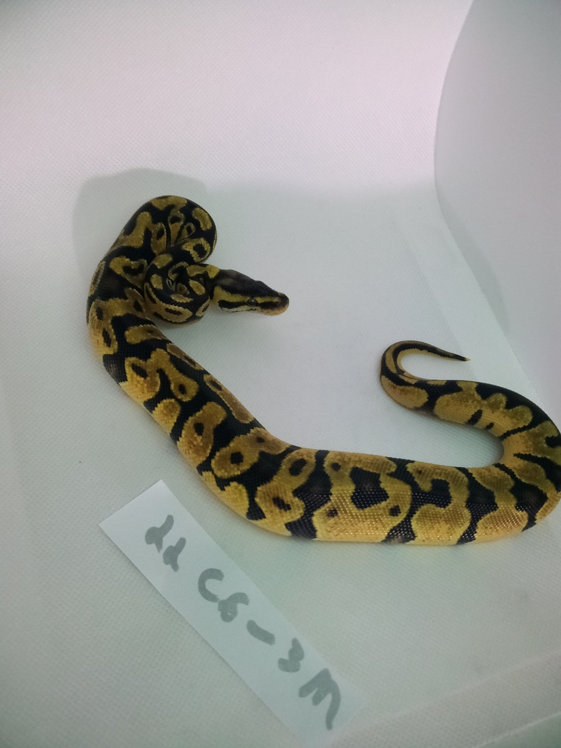 Pastel Enchi Het Pied Ball Python by Sizer's Serpents - MorphMarket