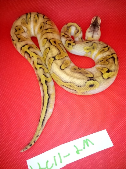 Pastel Enchi Leopard Champagne 50% Het Pied Ball Python by Sizer's Serpents