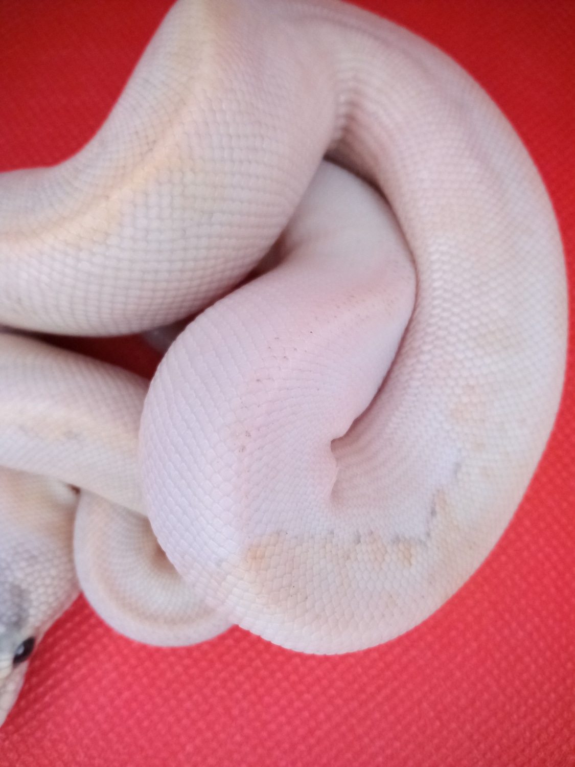 Super Pastel Leopard Champagne 66% Het Pied Possible Enchi Ball Python ...