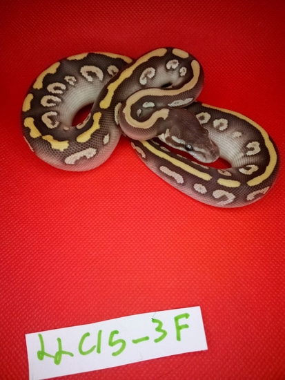 Mystic Phantom Pos Black Head/yellow Belly Ball Python by Sizer's Serpents