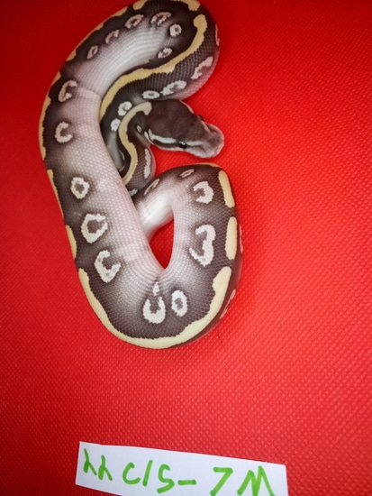 Mystic Phantom Pos Black Head/yellow Belly Ball Python by Sizer's Serpents