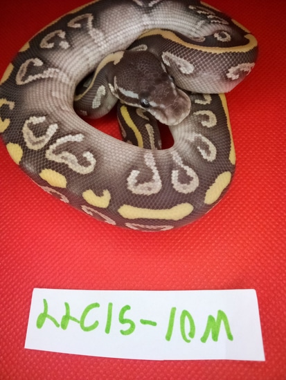 Mystic Phantom Pos Black Head/yellow Belly Ball Python by Sizer's Serpents