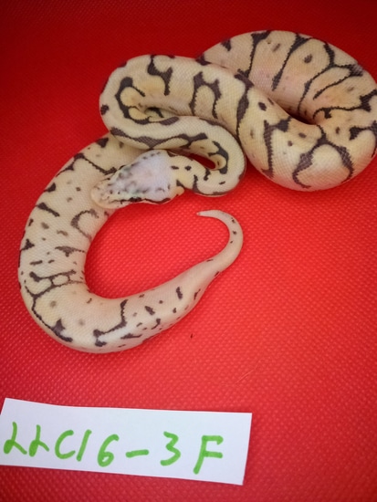 Super Pastel Fire Spider Het Pied Ball Python by Sizer's Serpents