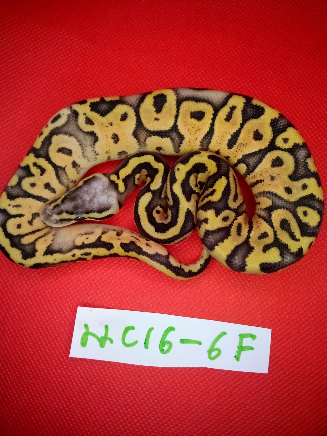 Super Pastel Het Pied Pos Fire Ball Python by Sizer's Serpents ...