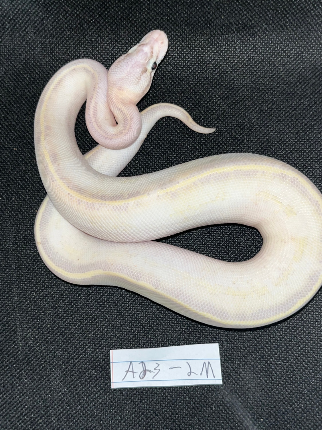 Pastel Ivory Het Pied Ball Python by Sizer's Serpents - MorphMarket
