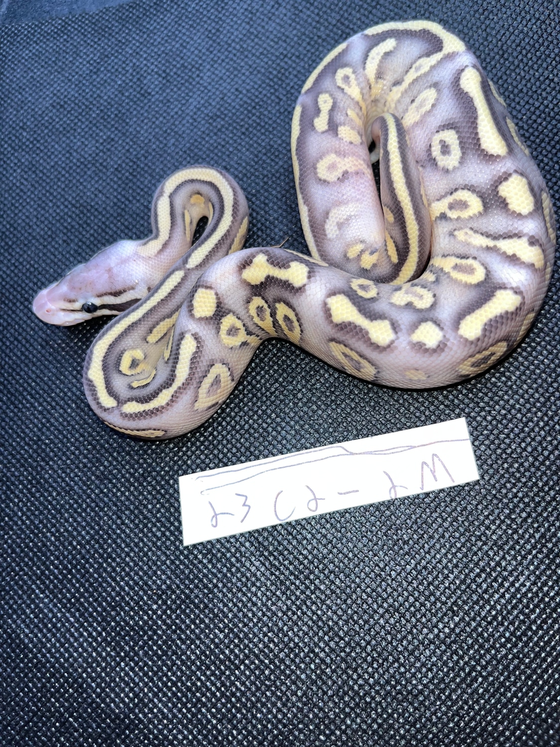 Super Pastel Orange Dream Fire Mojave Het Clown Ball Python by Sizer's ...