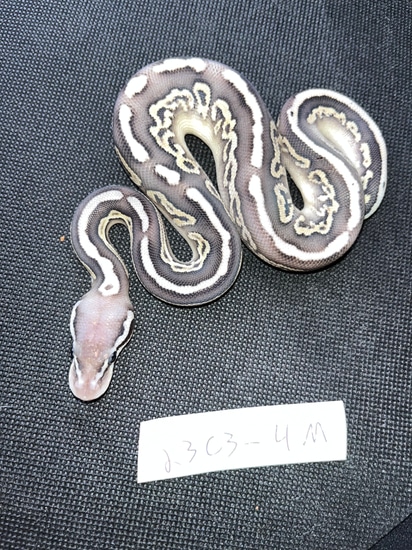 Black Pewter ++ Het Clown Possible Mojave Possible Orange Dream Ball ...