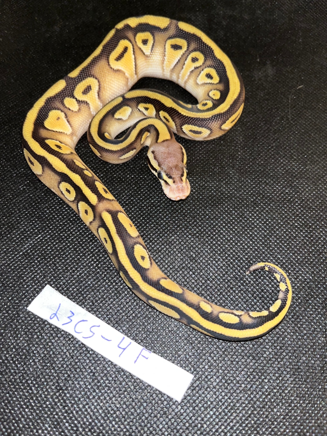 Pastel Phantom/mojave OD Het Clown Pos Black Head Ball Python by Sizer ...