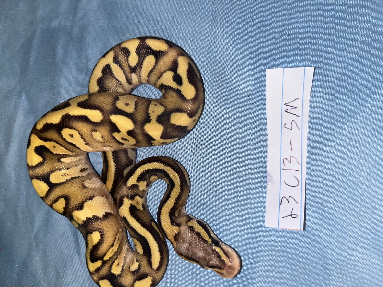 Pastel Mojave Fire Yellow Belly Het Clown Possible OD Ball Python by ...