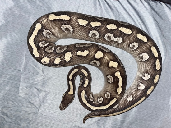 Super Mystic Ball Python by Sizer's Serpents