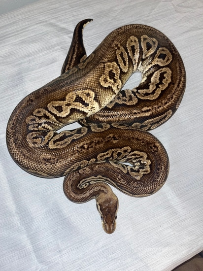 Black Pewter Ball Python by Sizer's Serpents