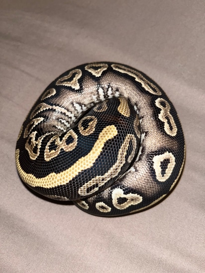 Black Head Phantom Yellow Belly Ball Python by Sizer's Serpents