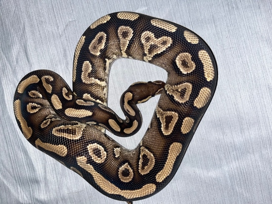 Phantom Yellow Belly Ball Python by Sizer's Serpents