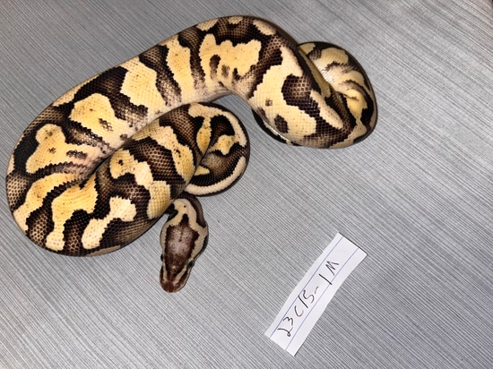 Pastel Fire Orange Dream Het Clown Het Pied Ball Python by Sizer's Serpents