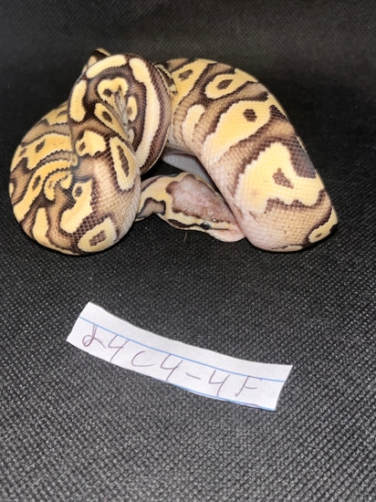 Pastel Phantom Fire Orange Dream Het Clown Ball Python by Sizer's Serpents