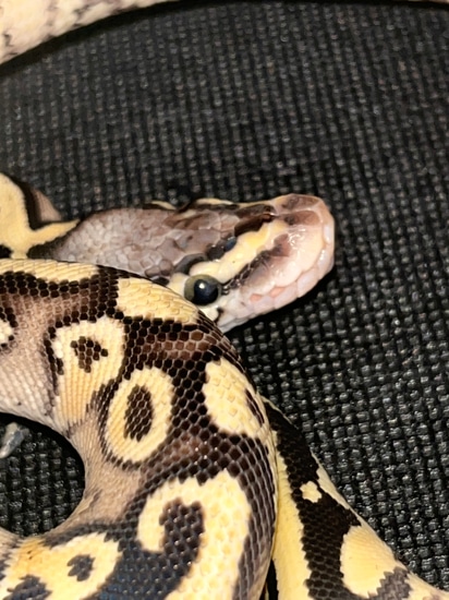 Pastel Orange Dream Yellow Belly Hurricane Het Pied Ball Python by ...