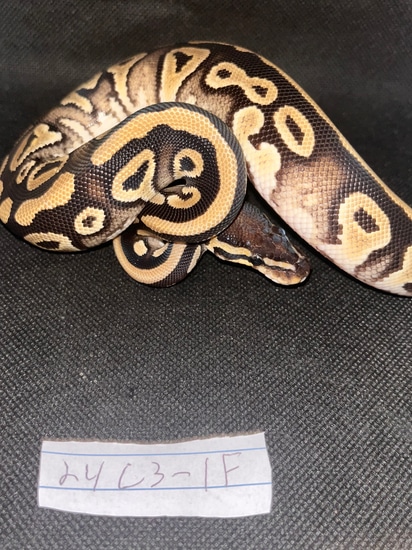 Phantom Het Pied Ball Python by Sizer's Serpents