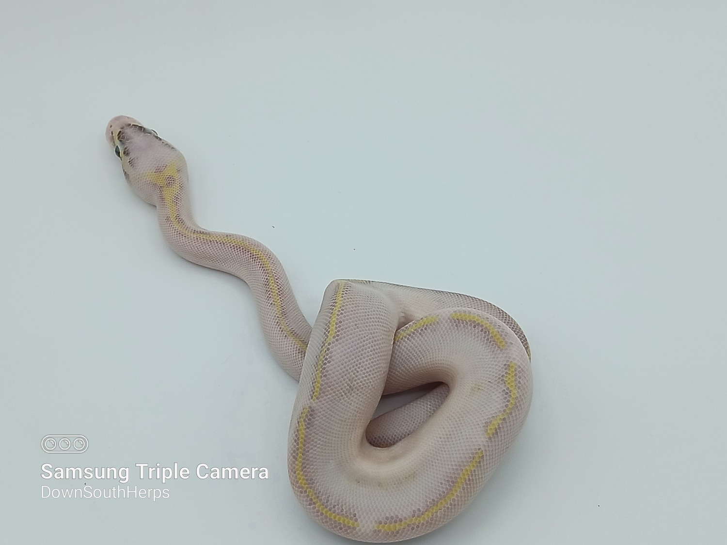 Pastel Ivory Ball Python by Down South Herps - MorphMarket