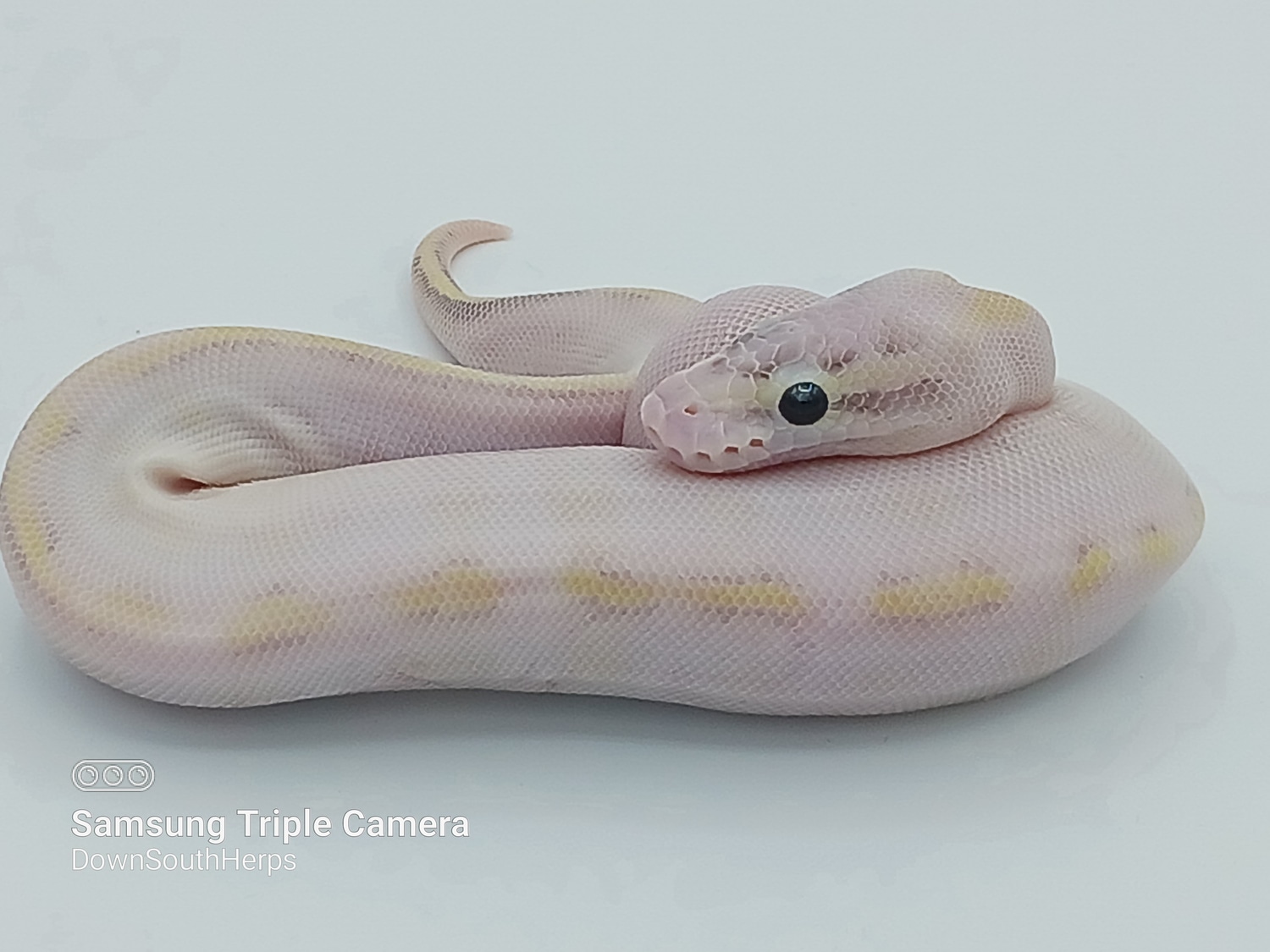 Pastel Ivory Ball Python by Down South Herps - MorphMarket