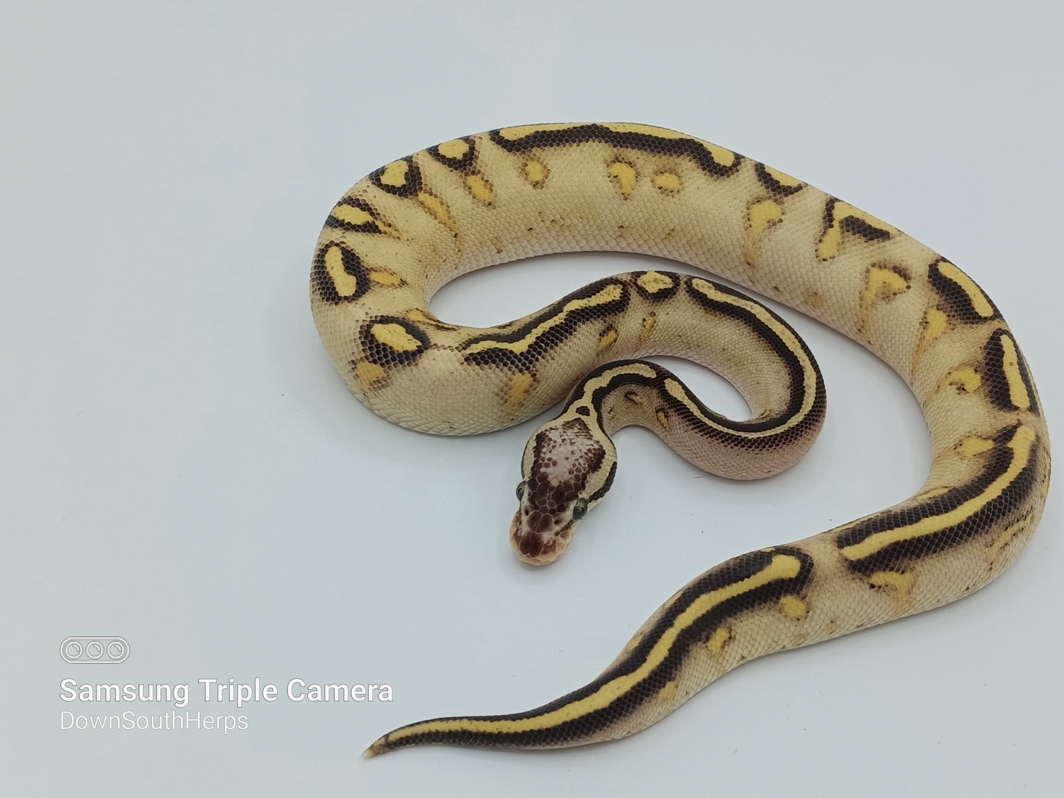 Pastel Super Gravel Ball Python by Down South Herps - MorphMarket