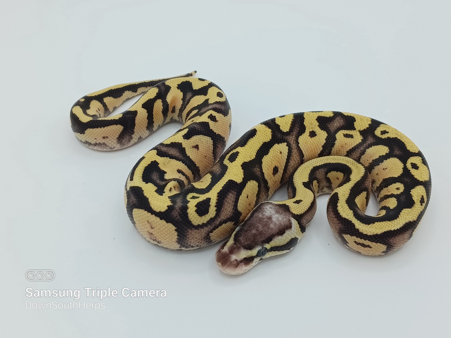 Firefly YB/Gravel Ball Python by Down South Herps - MorphMarket
