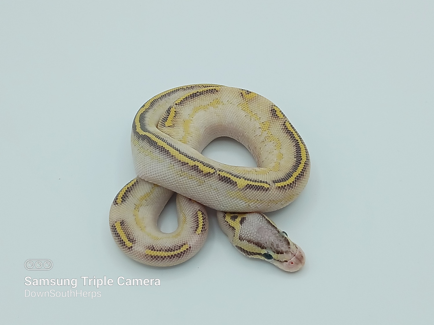 Pastel Orange Dream Highway Ball Python by Down South Herps - MorphMarket