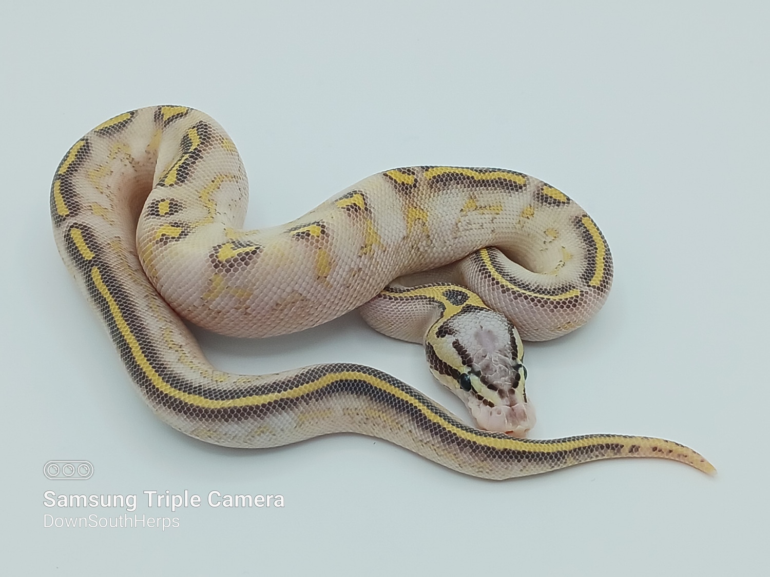 Pastel Orange Dream Highway Ball Python by Down South Herps - MorphMarket