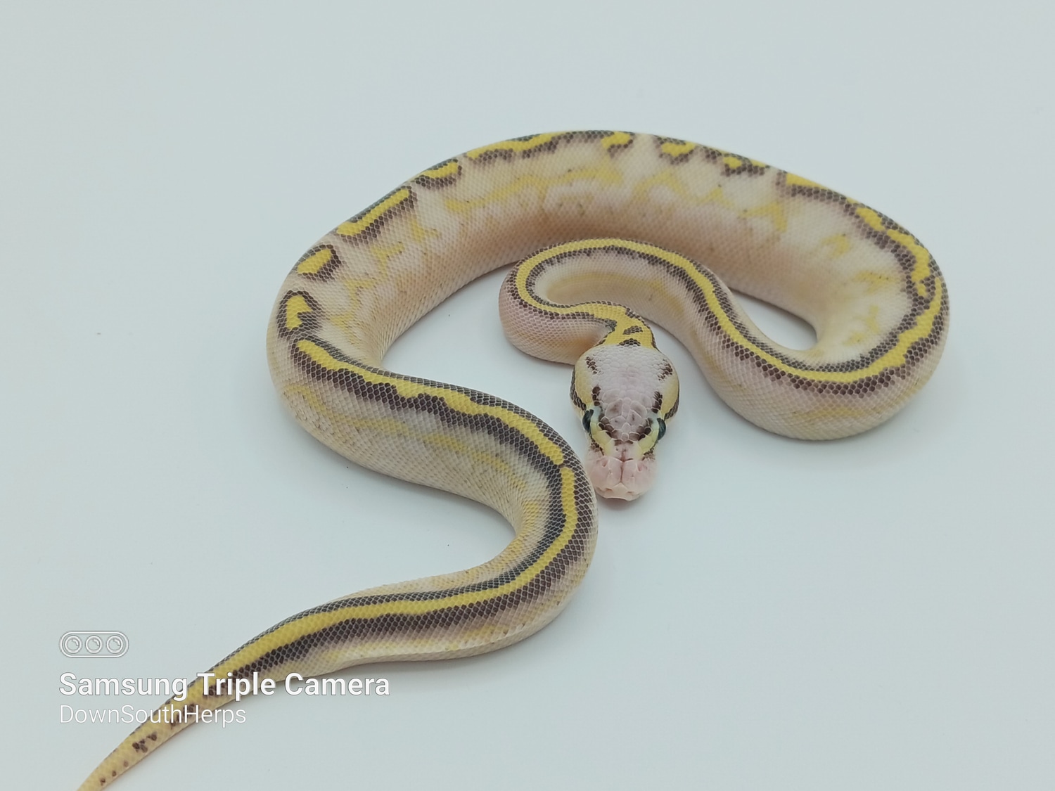 Highway Orange Dream Pastel Ball Python by Down South Herps - MorphMarket