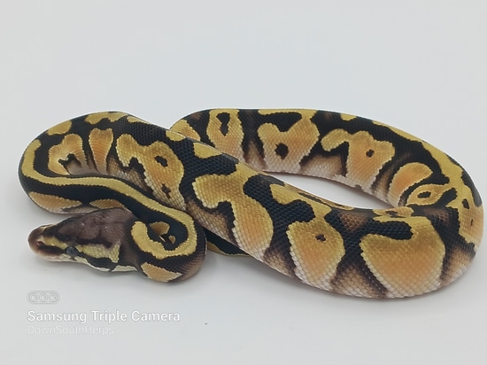 Firefly Enchi Ball Python by Down South Herps
