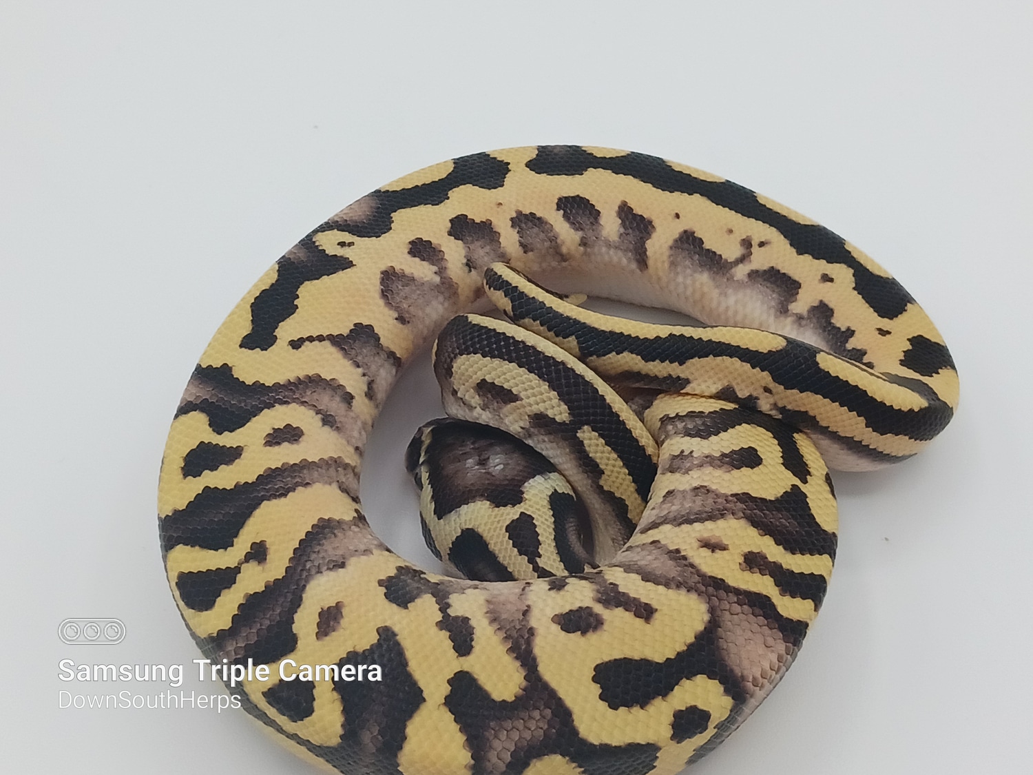 Firefly Orange Dream Yb/ Gravel Ball Python by Down South Herps ...