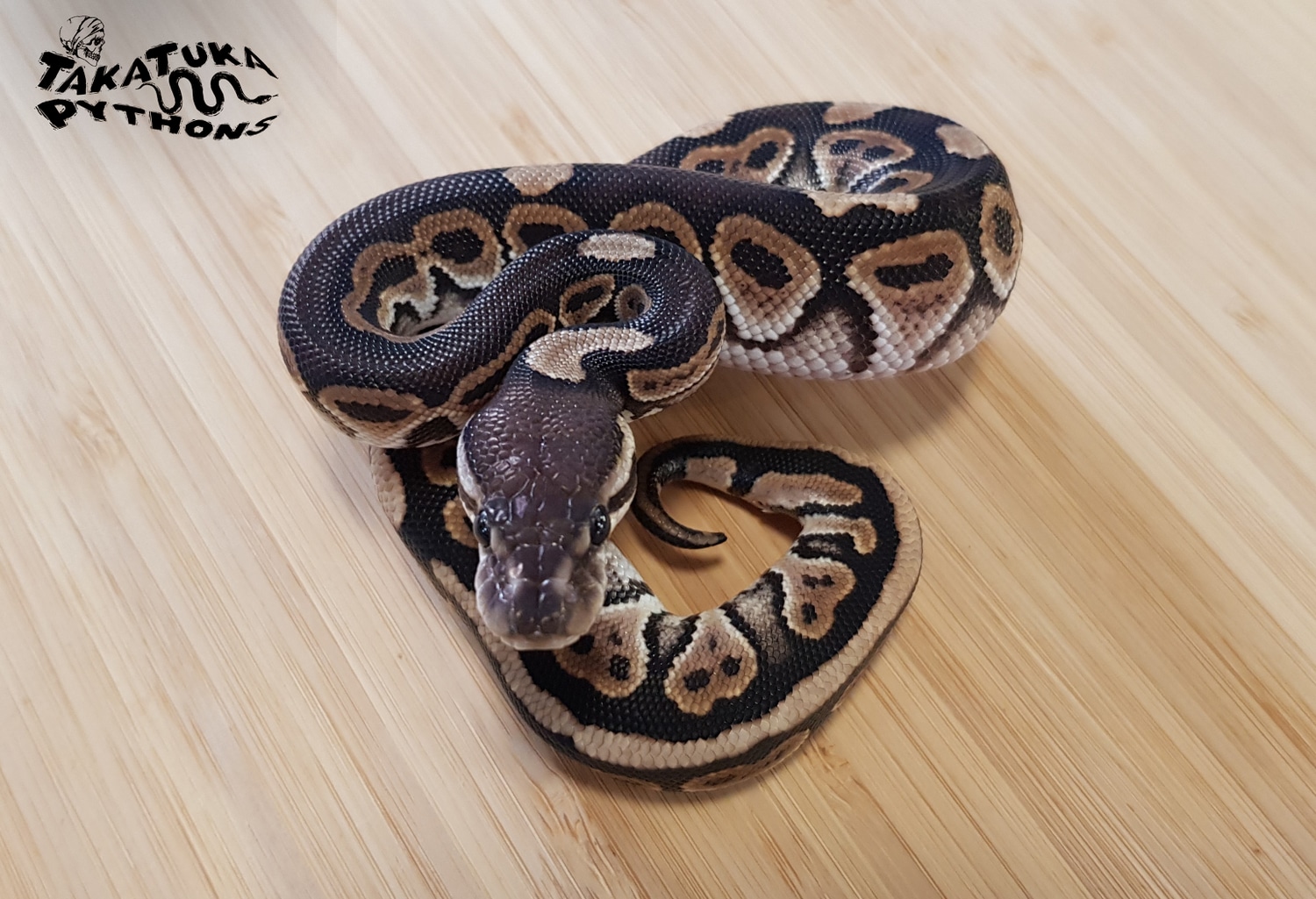 Black Pastel Het Clown Ball Python by TakaTukaPythons - MorphMarket