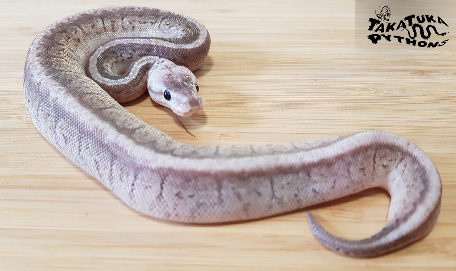 Black Pewter Blast Dh Clown/RECO Anery Ball Python by TakaTukaPythons ...